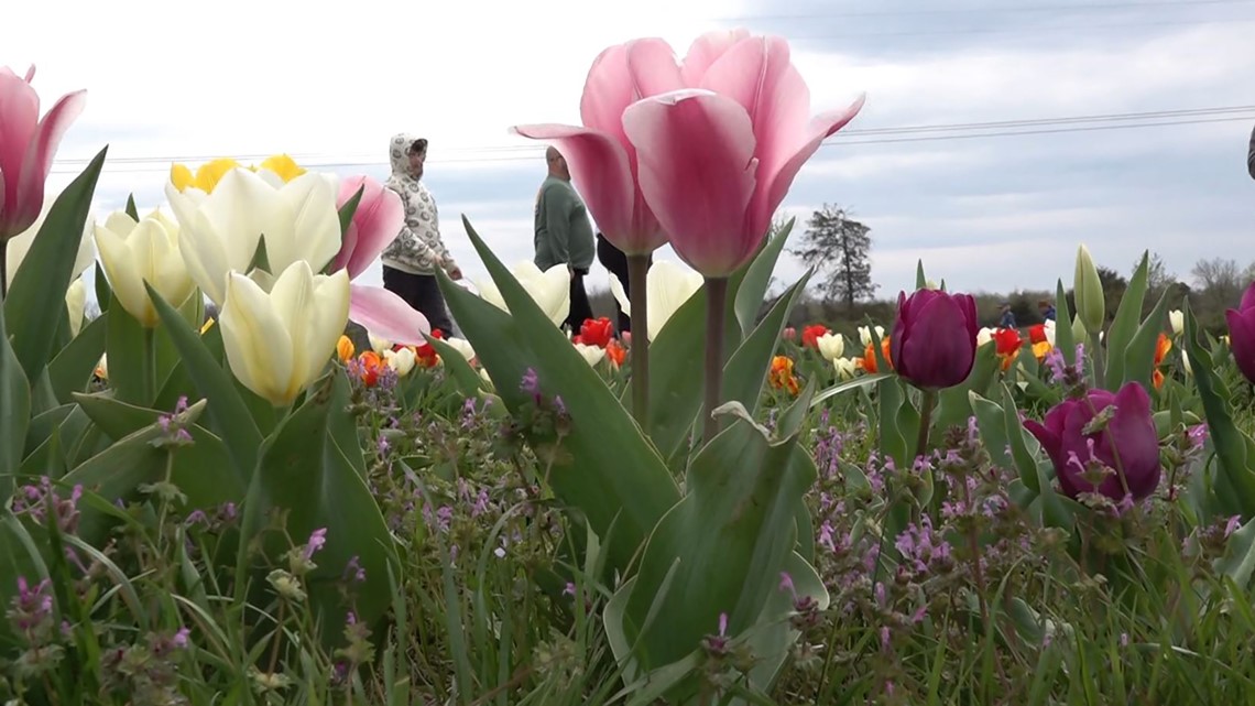 Tulip farm in Bentonville raises money for neurodivergent adults ...