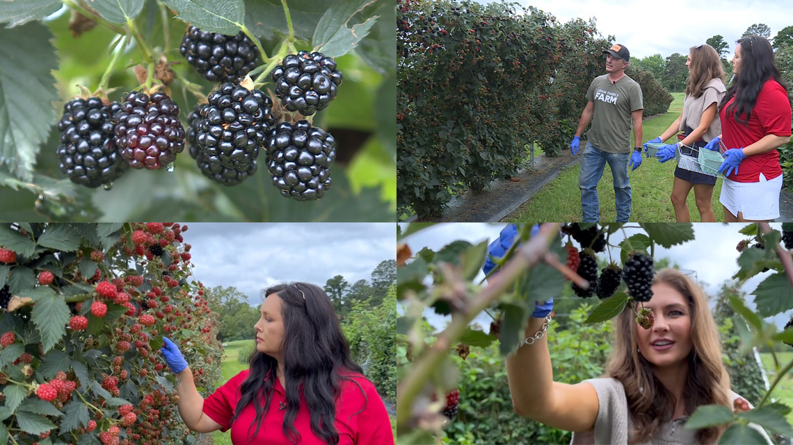 Linam Family Farm has first-ever blackberry harvest | 5newsonline.com