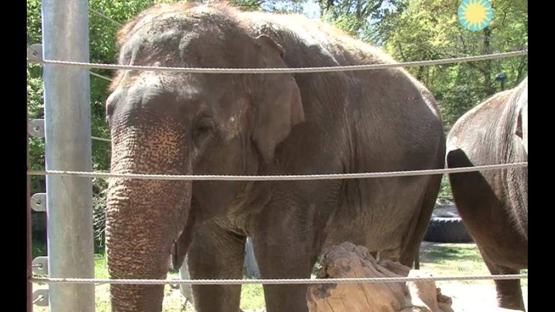VIRAL VIDEO: Elephant Jams on the Harmonica | 5newsonline.com