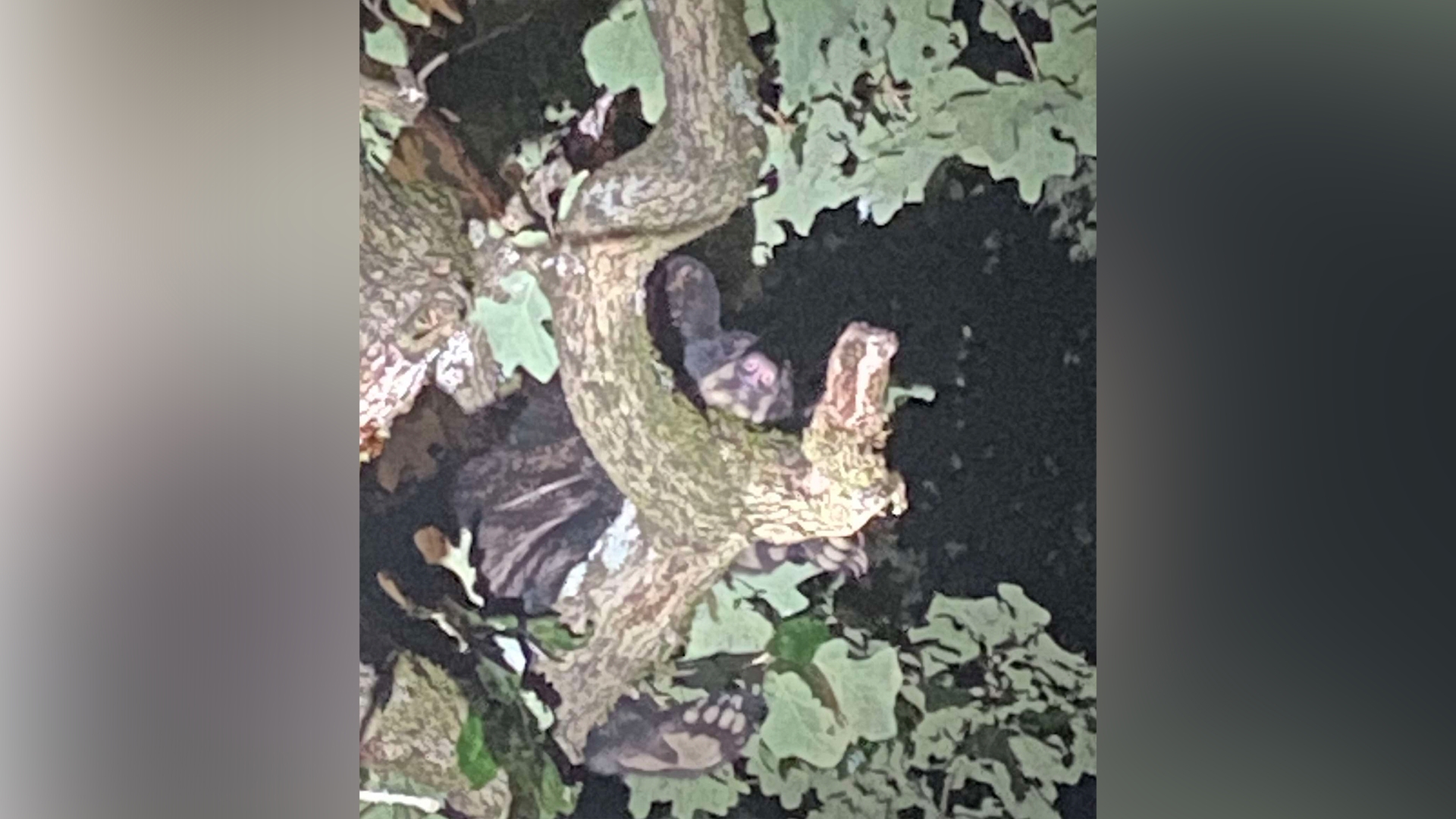 Police respond to black bear sighting in Fort Smith | 5newsonline.com