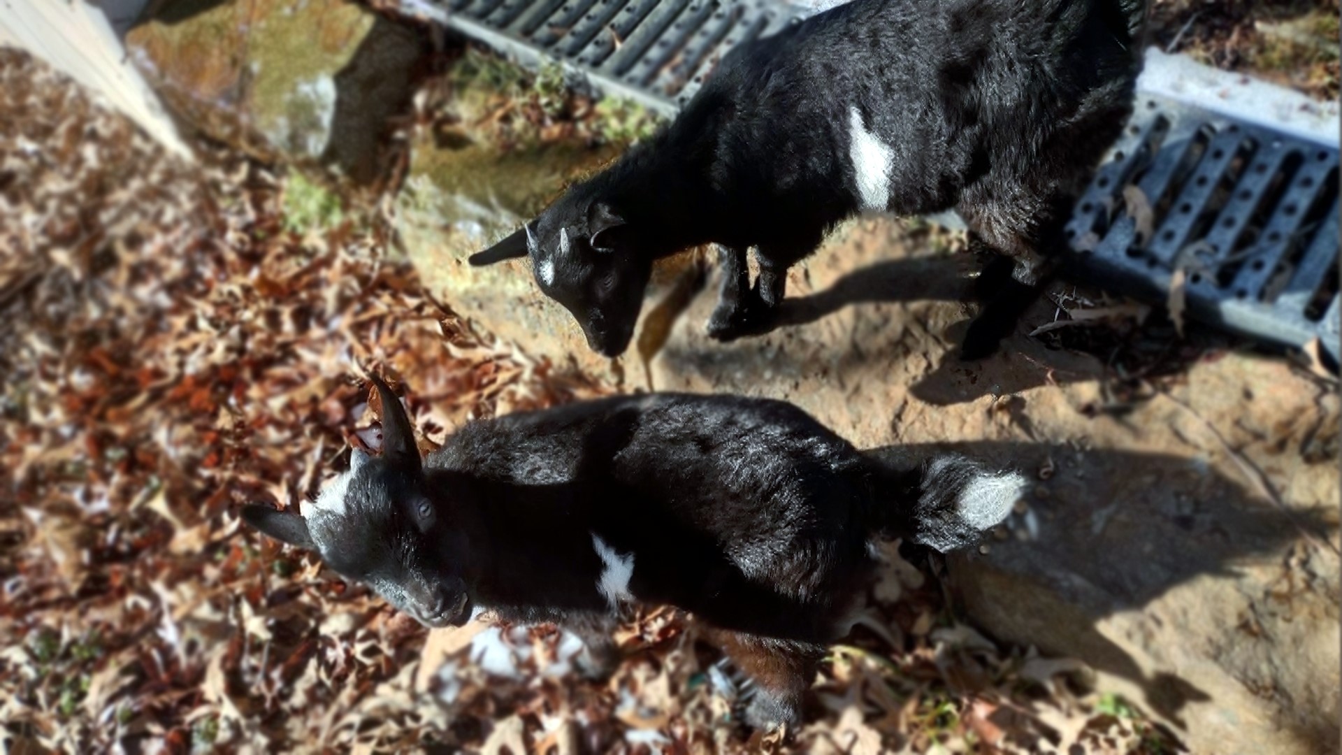 Goats on Crawford County farm shot and killed | 5newsonline.com