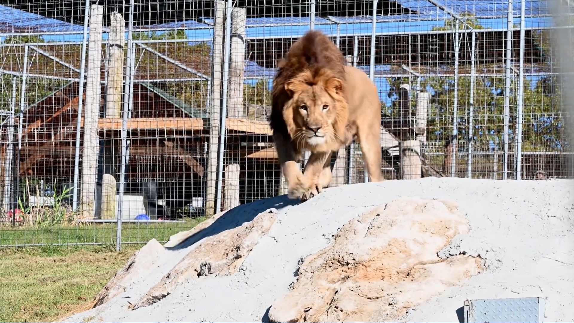 Six lions rescued from Canada arrive at Turpentine Creek Wildlife ...