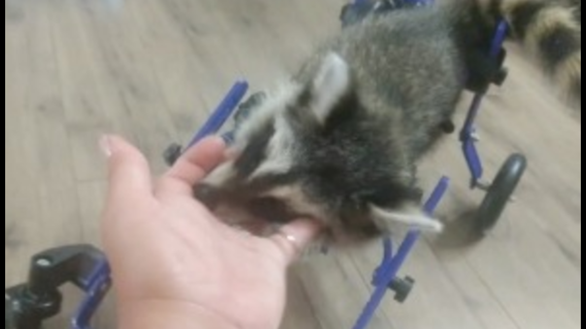 Baby Raccoon From Arkansas Rolls Towards Recovery With New Wheelchair ...