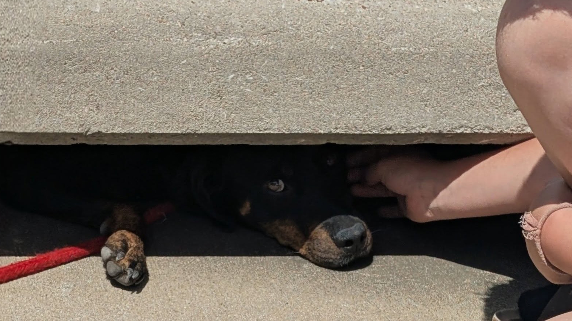 Pea Ridge police pull off Memorial Day rescue for dog stuck in storm ...