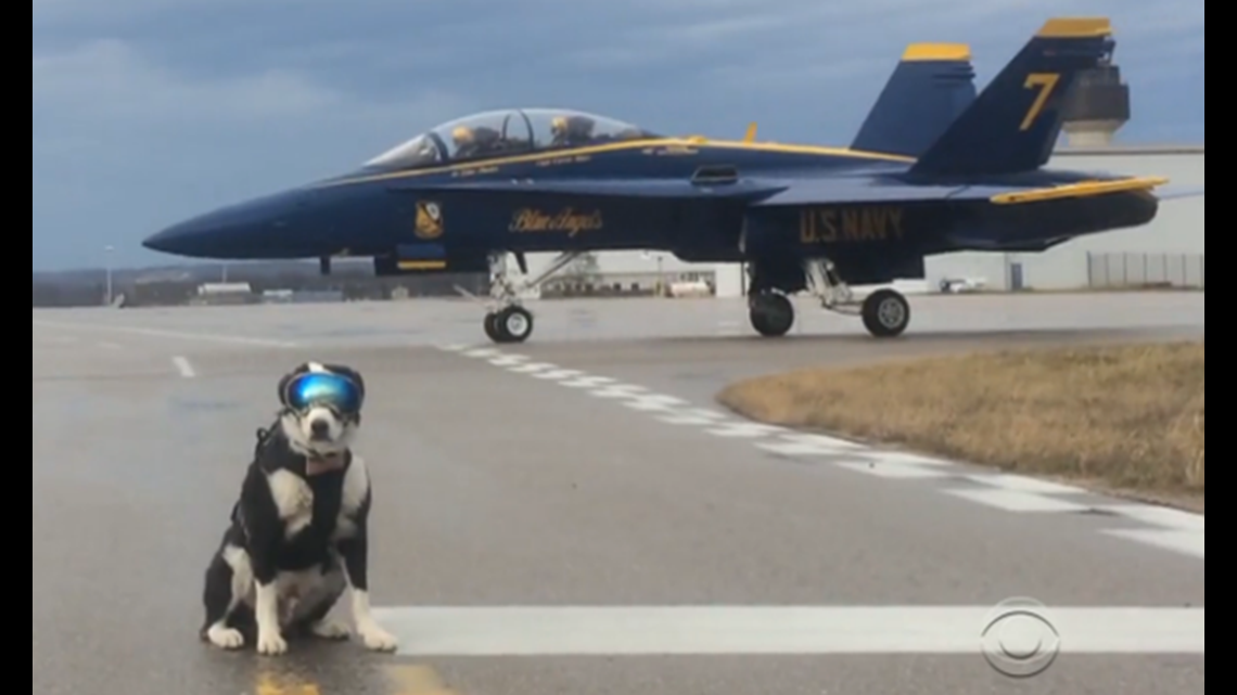 Meet Piper, The Dog Protecting Planes From Bird Strikes | 5newsonline.com