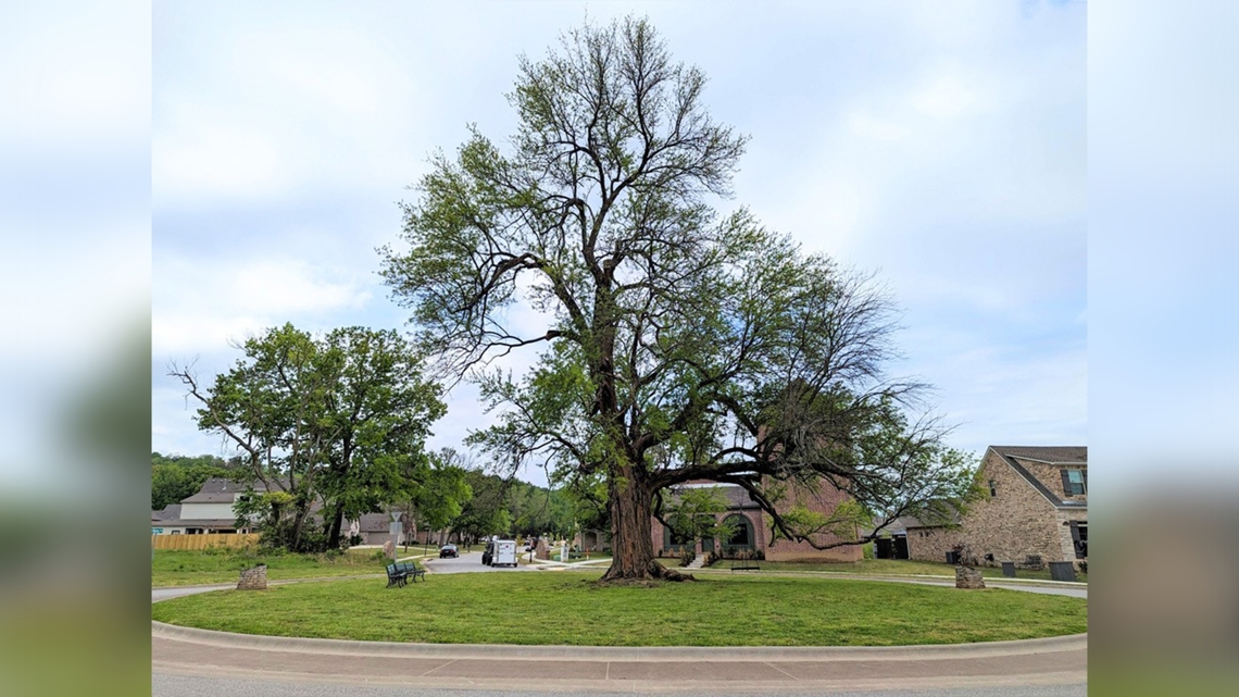 Discover Fayetteville’s amazing trees | Around the Corner | 5newsonline.com