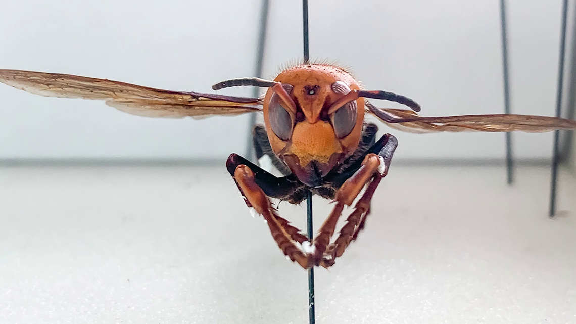 'Murder hornets' unlikely to show up in Arkansas anytime soon ...