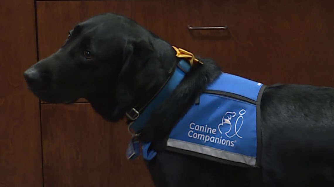 Meet Ari, the support dog helping kids in courtrooms | 5newsonline.com
