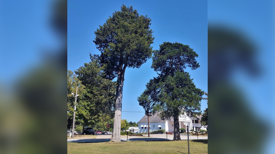 Discover Fayetteville’s amazing trees | Around the Corner | 5newsonline.com