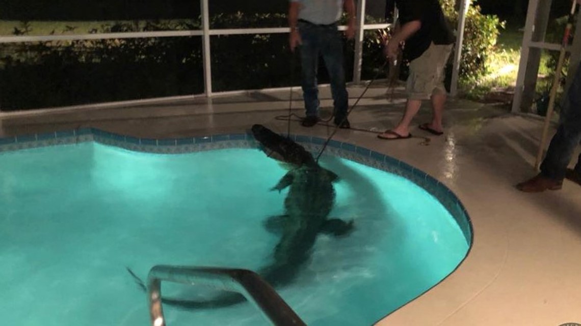Video Shows 11-Foot Alligator Taking Swim In Florida Pool | 5newsonline.com