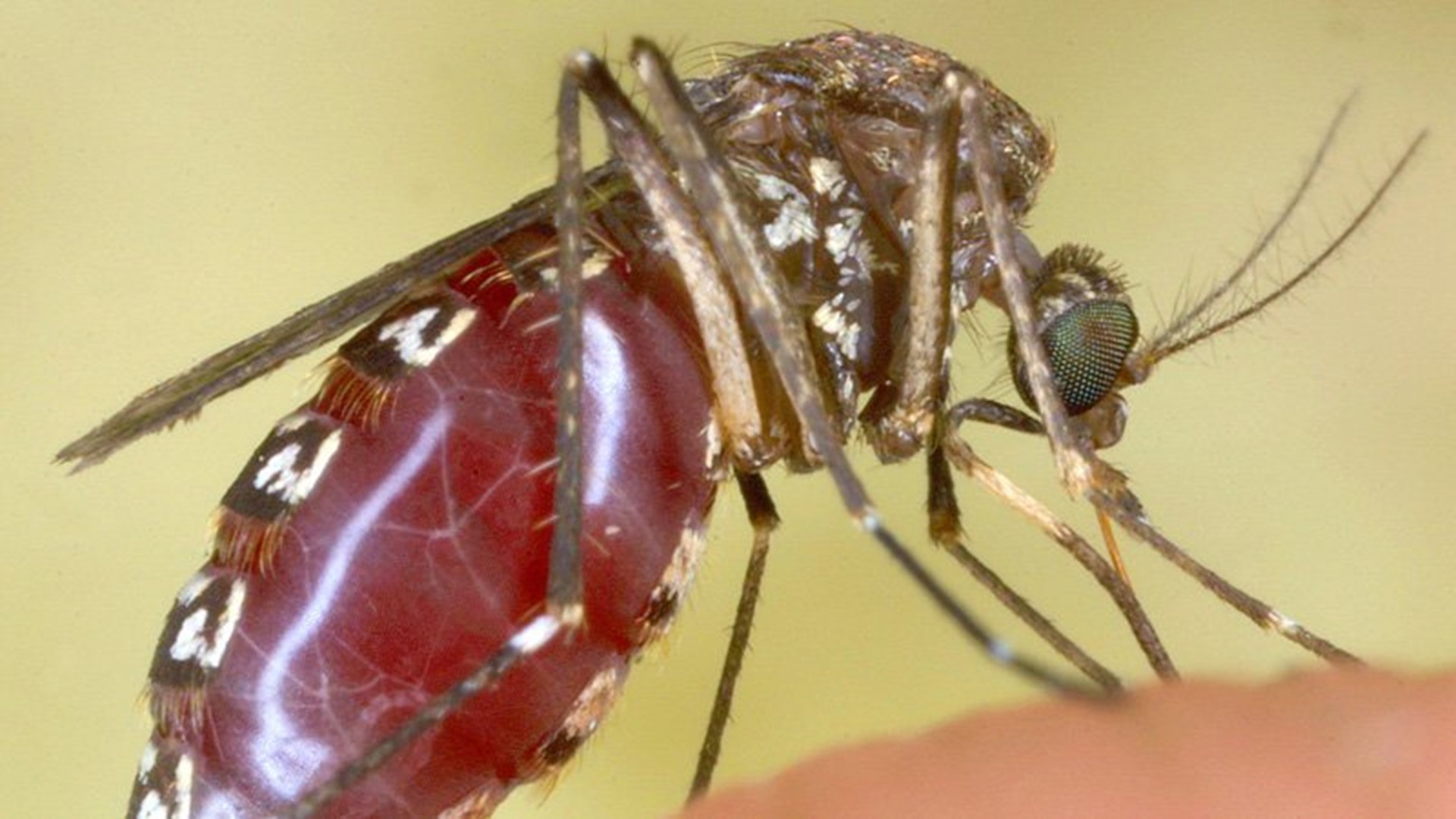 ‘Aggressive, Monstrous’ Mosquitoes 3 Times Bigger Than Normal Swarm ...