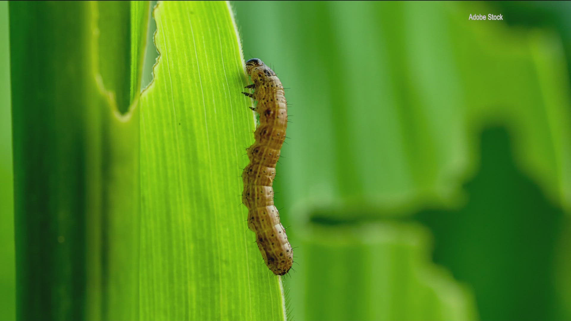 Rise in army worms reported on Arkansas farms | 5newsonline.com