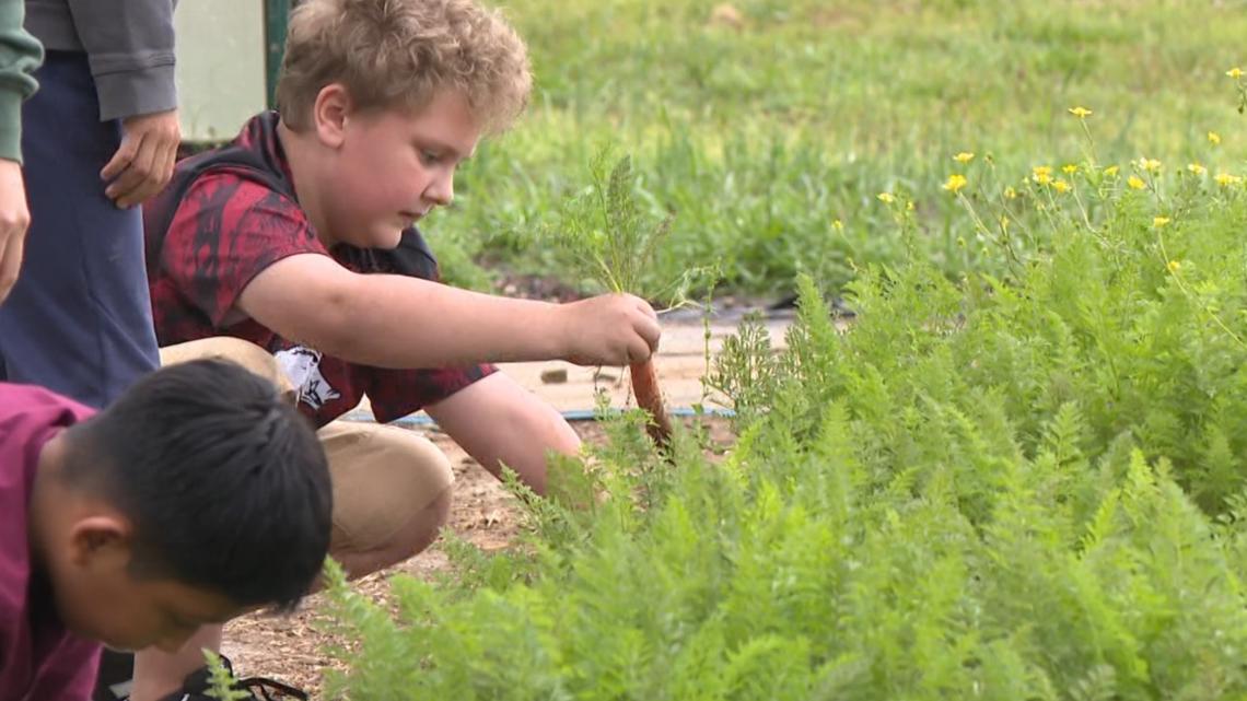 Apple Seeds farm transforms students' view on healthy eating ...