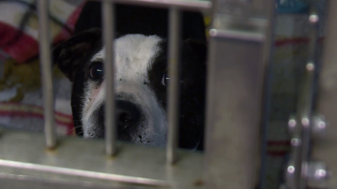 Fayetteville Animal Services is looking for homes for 13 dogs abandoned ...