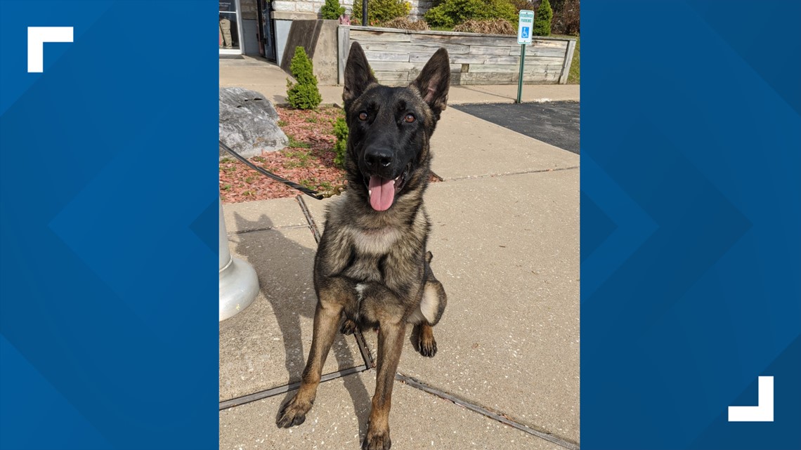 Decatur Police Department’s K9 Dax to receive body armor | 5newsonline.com