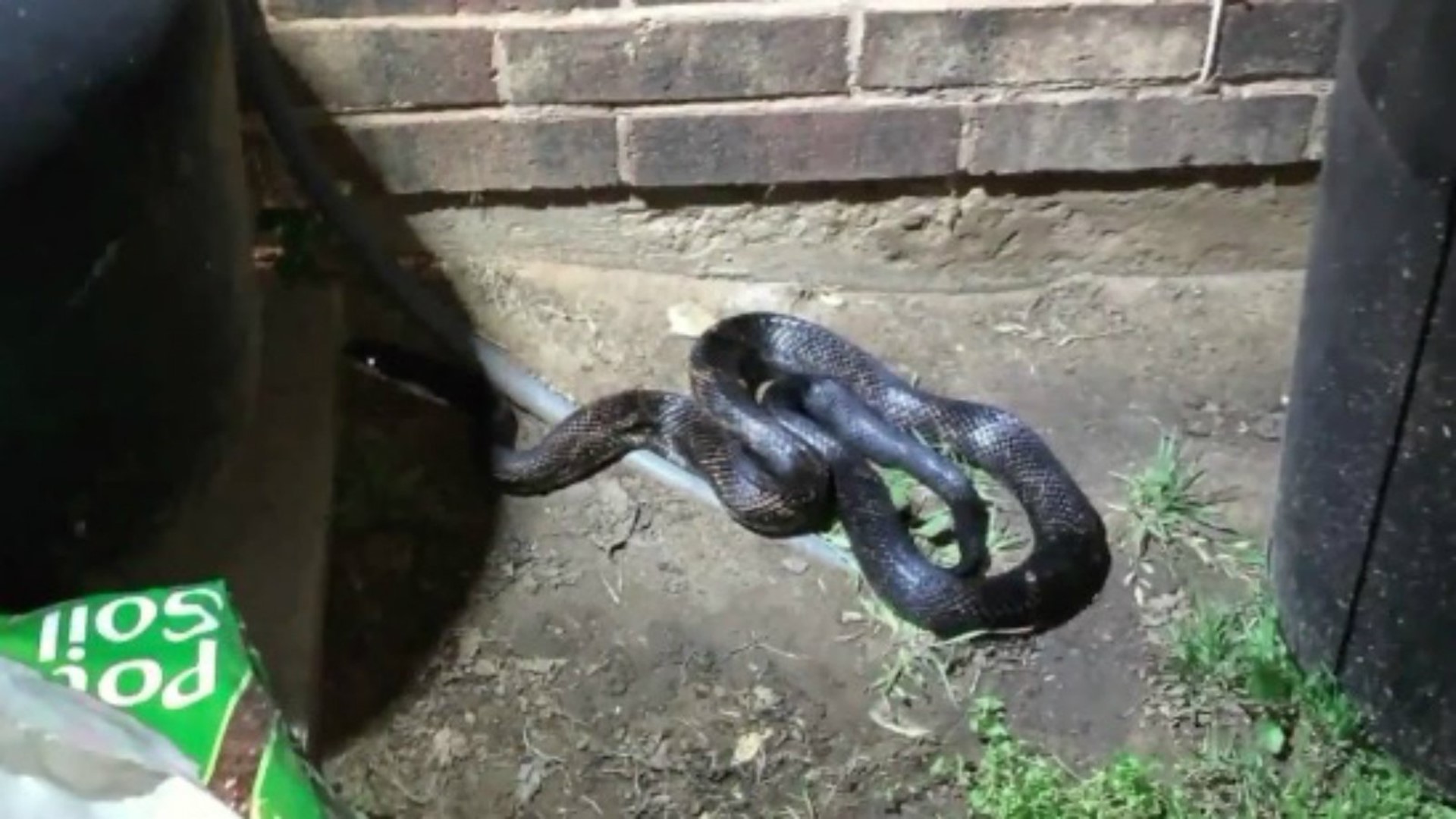 Oklahoma Man Finds 7-Foot Snake Slithering Into Dryer Vent ...