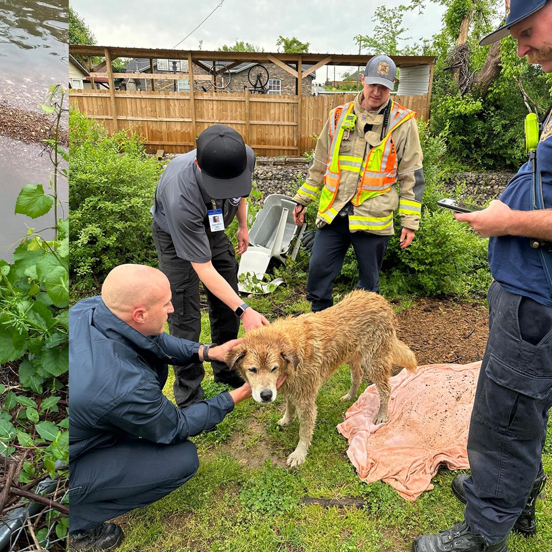 Rogers Fire Department saves dog from storm ditch | Pet safety tips ...