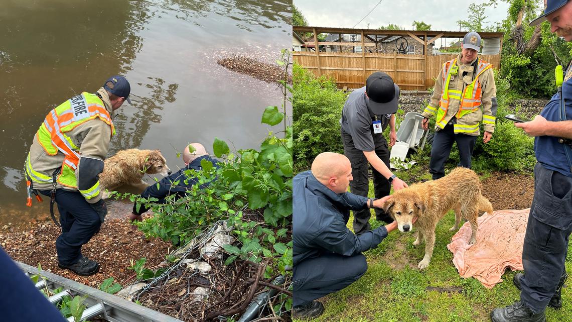 Rogers Fire Department saves dog from storm ditch | Pet safety tips ...