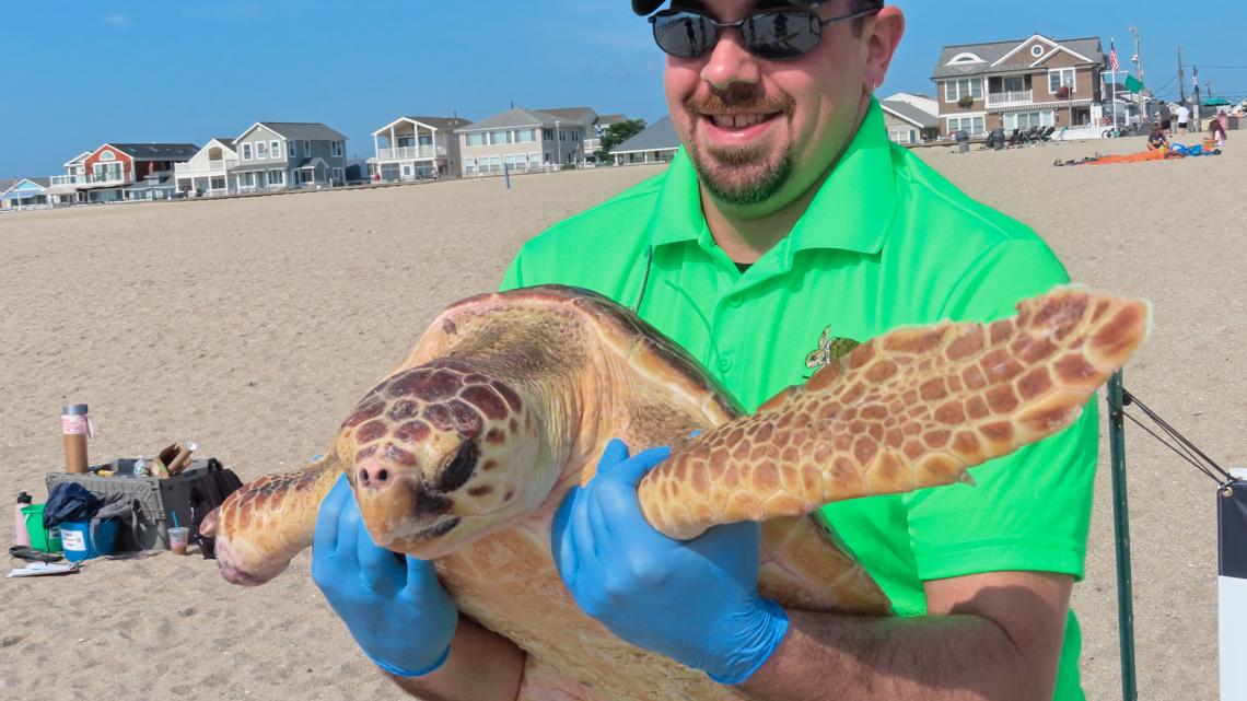 Titan the Turtle returned to ocean after dangerous sea encounters ...