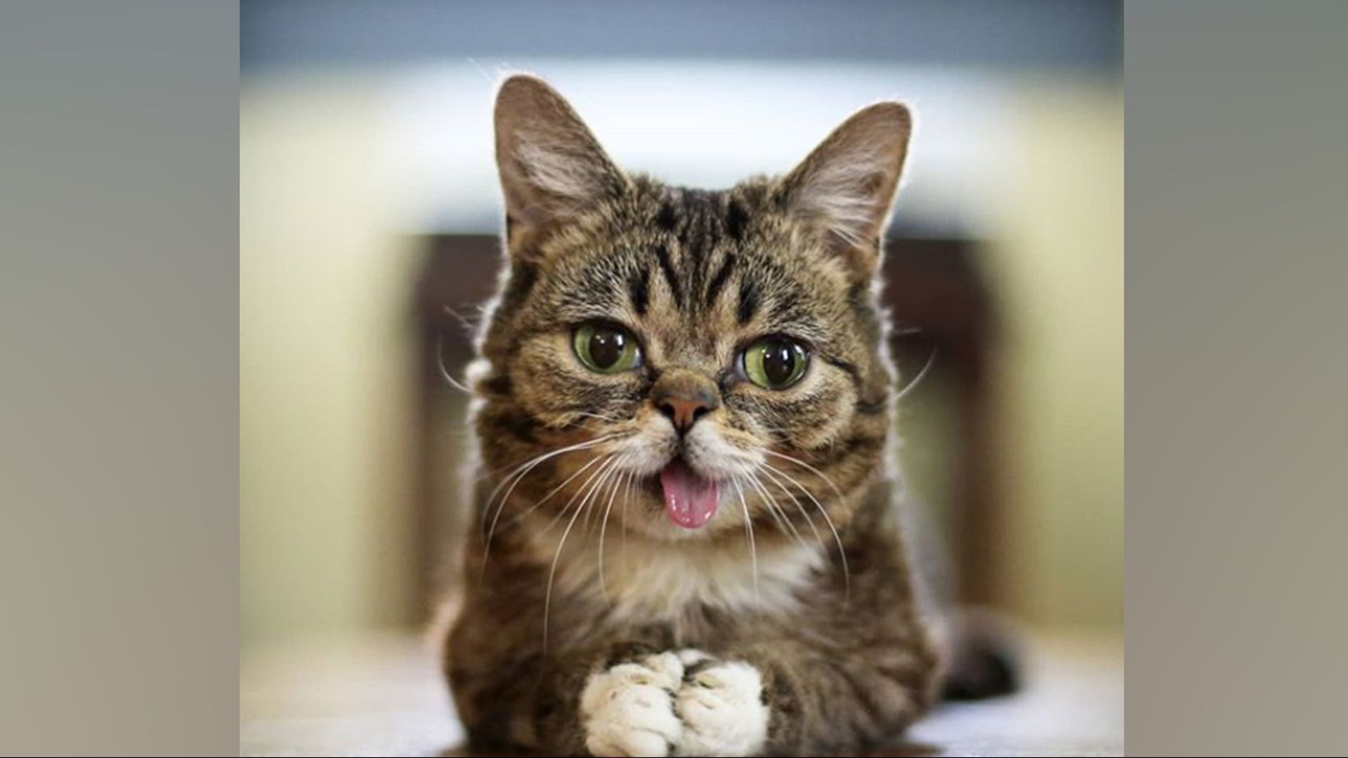 Lil Bub, Famous Internet Cat, Has Died | 5newsonline.com
