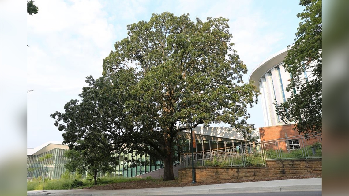 Discover Fayetteville’s amazing trees | Around the Corner | 5newsonline.com