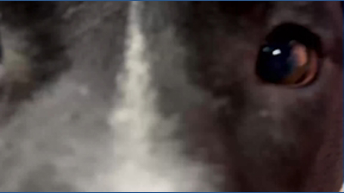 Shelter Sweetheart: Meet Courage from Fort Smith Animal Haven ...