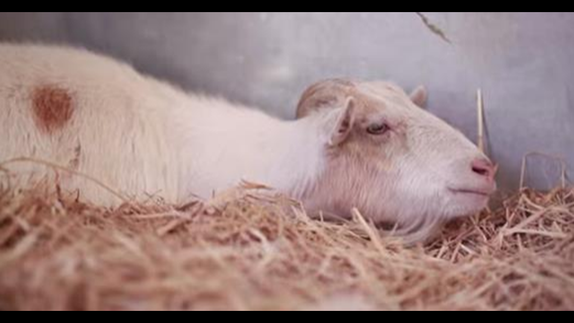 Baby Goat Beheaded In Louisiana Park | 5newsonline.com