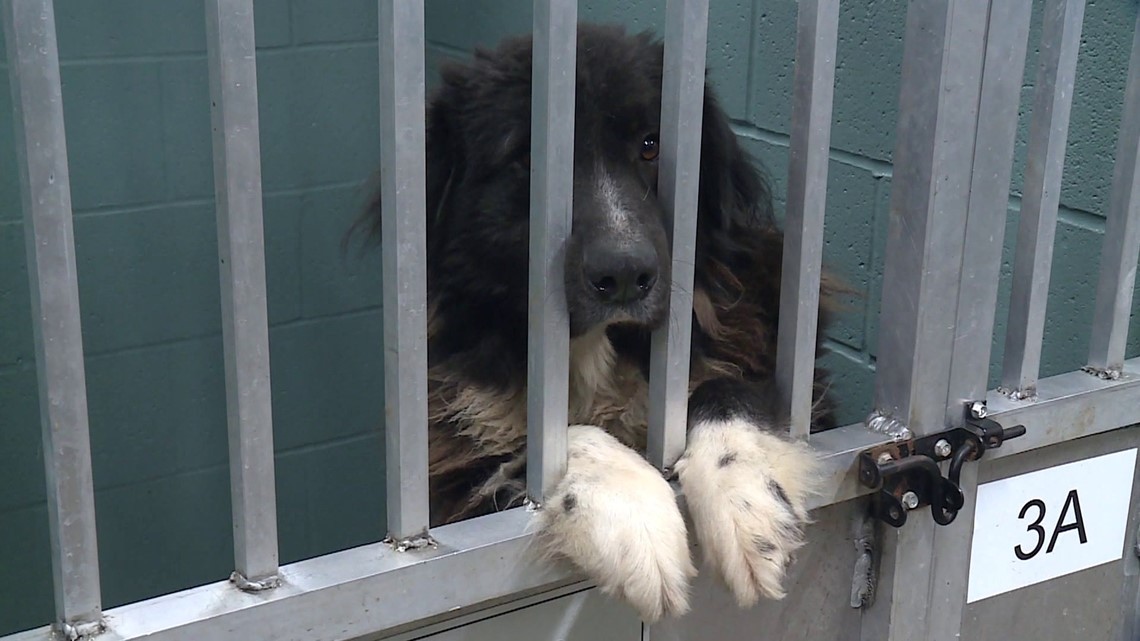 HOPE Humane Society Transporting Animals To Safety Before Closing ...