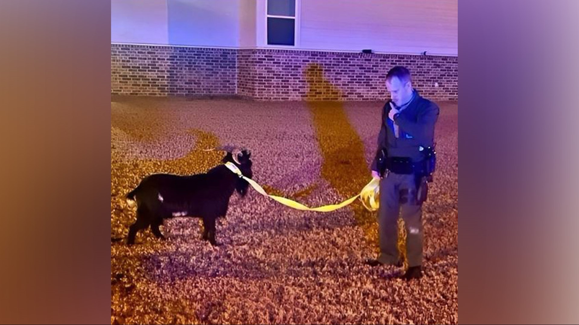 Washington County Sheriff's Office captures rogue billy goat ...