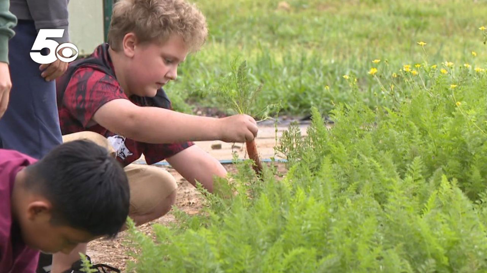 Apple Seeds farm transforms students' view on healthy eating ...