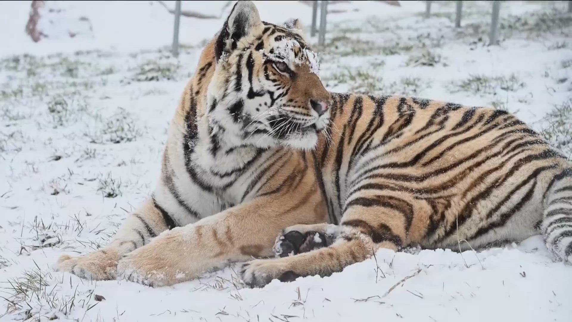 Wildlife refuge in Arkansas taking donations to upgrade heating for ...