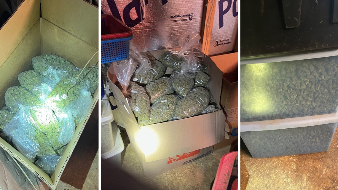 SCSO: Unlicensed marijuana grow operation search finds over 650 lbs of ...