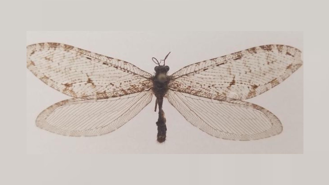 Bug found at Walmart turns out to be Jurassic-era insect | 5newsonline.com