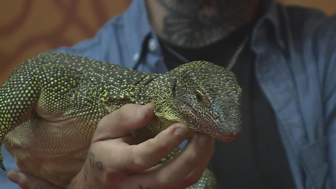 Reptile expo showcases snakes and more in Rogers | 5newsonline.com