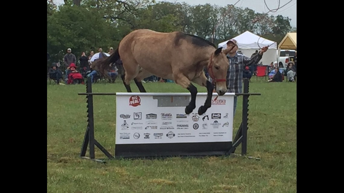 Pea Ridge Mule Jump Draws Large Crowd For 30th Year | 5newsonline.com