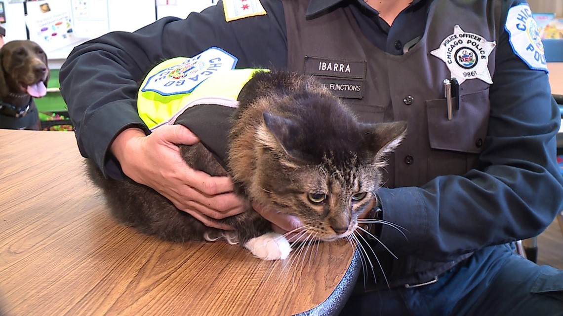 Meet Chicago’s Newest First Responder, ‘Pawcifer Gizmo’ | 5newsonline.com