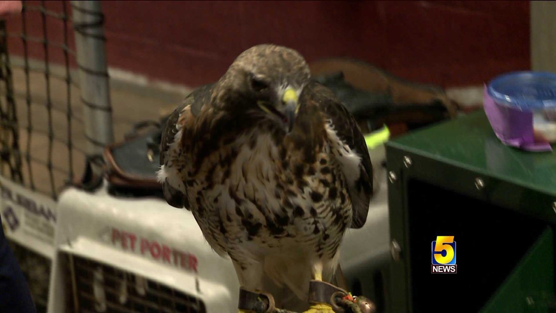 History of Auburn’s War Eagle | 5newsonline.com