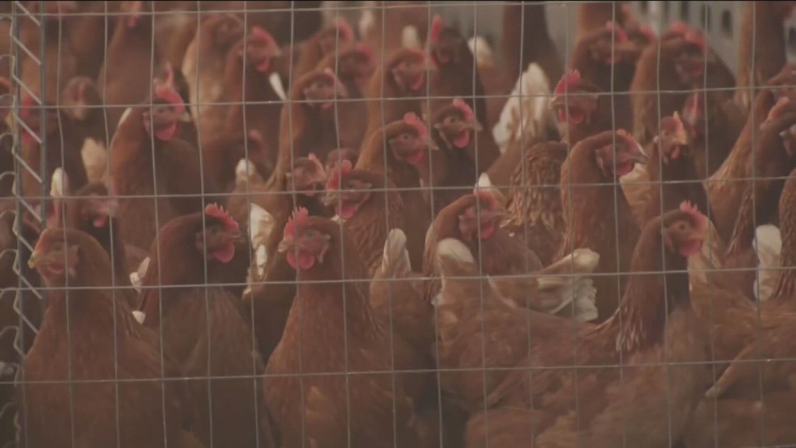 Look inside the poultry industry following Cargill's Springdale turkey ...