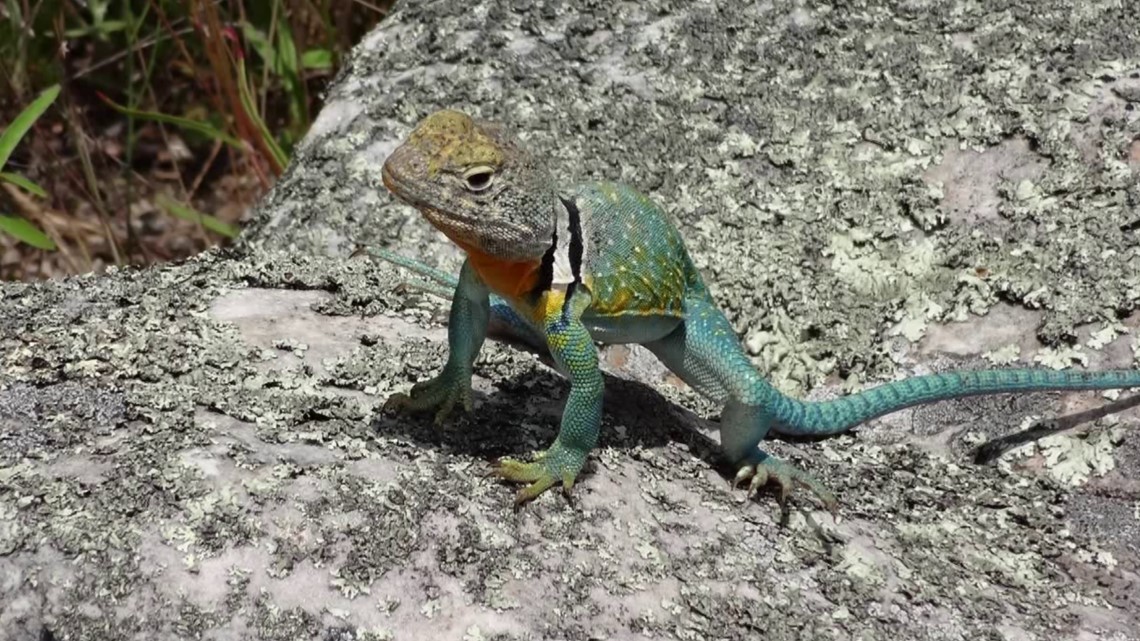Rare lizards released into the Ozarks | 5newsonline.com