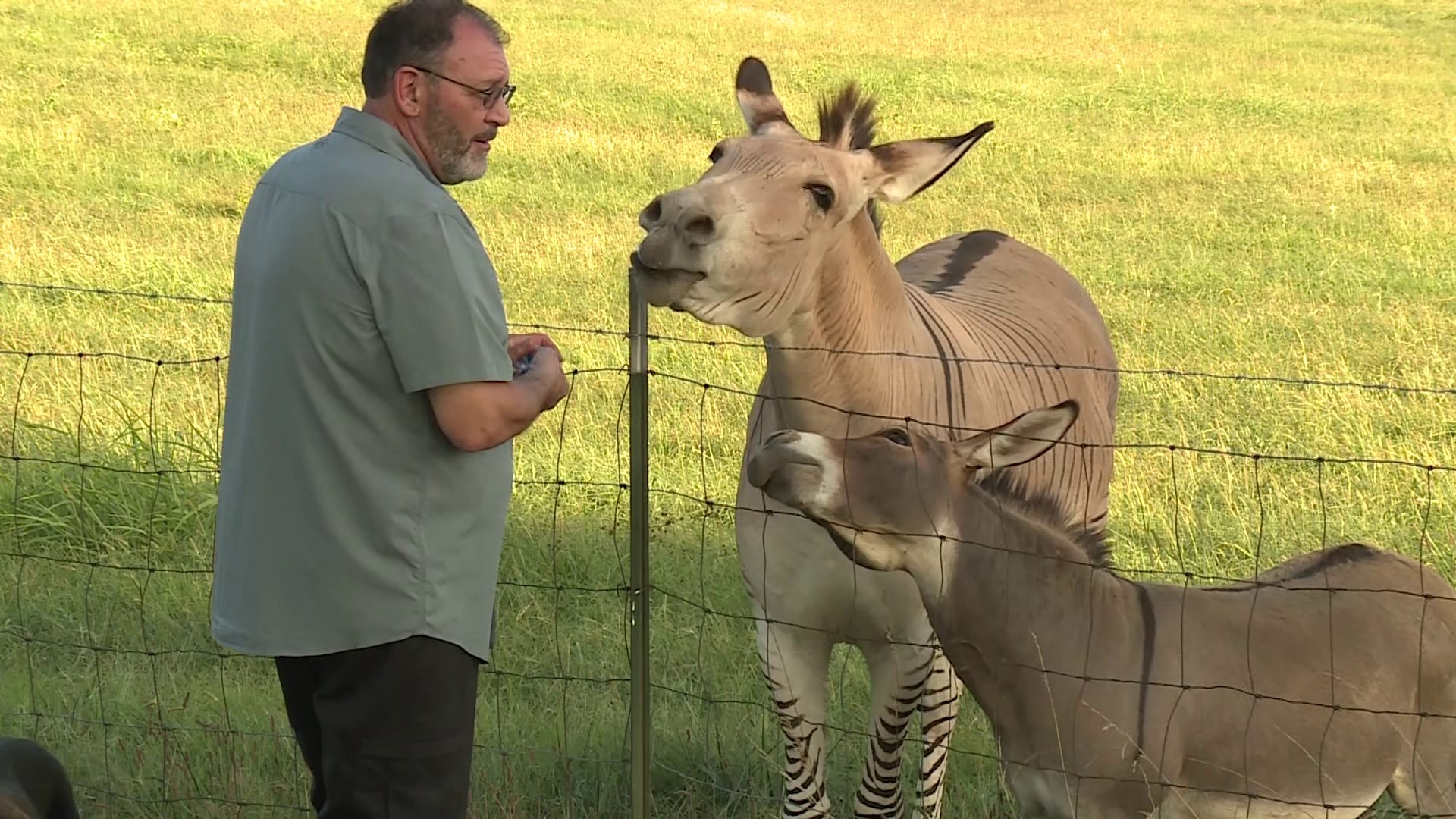 Zonkey given as mother's day present spotted in NWA | 5newsonline.com
