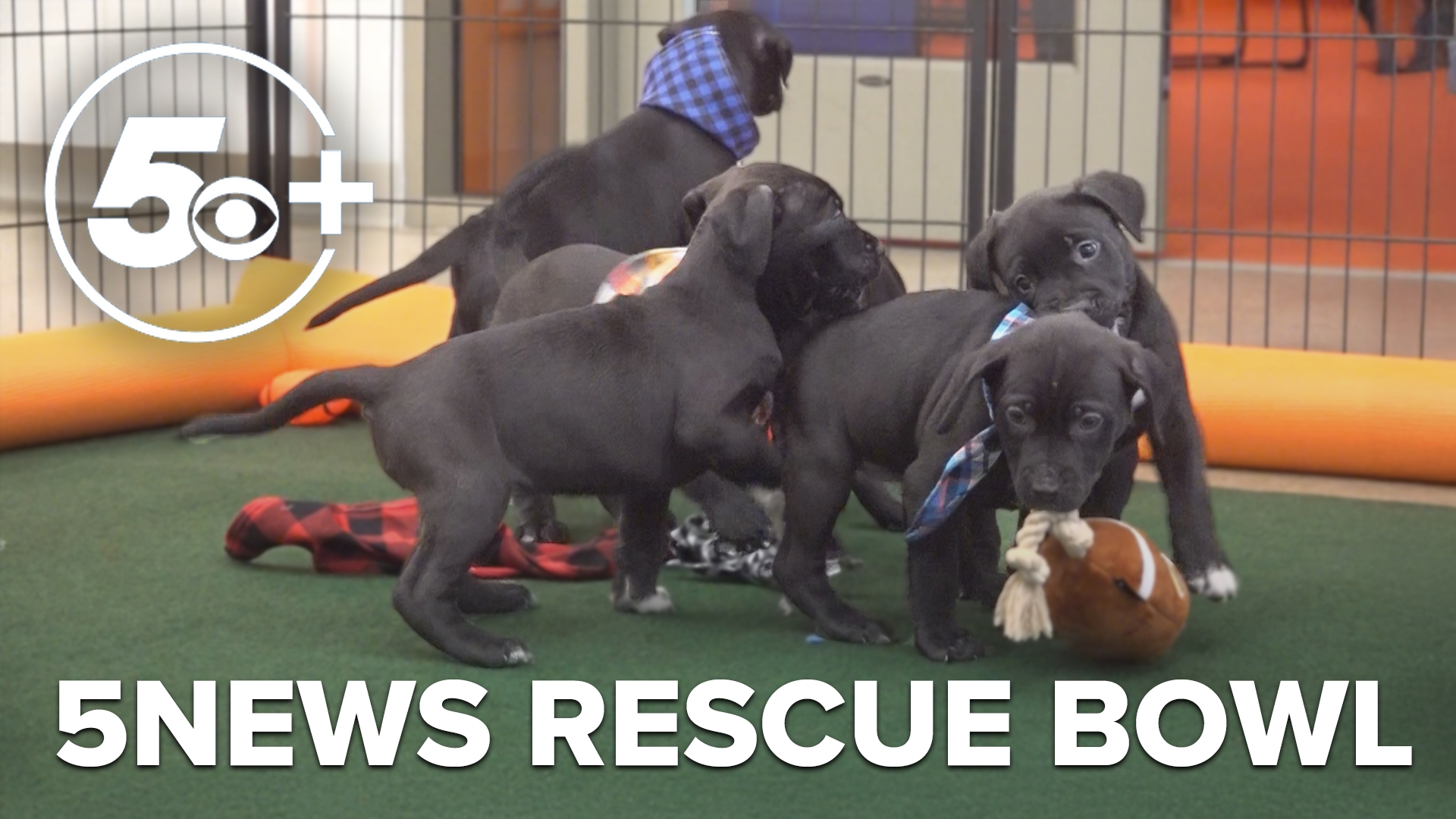 5NEWS 2025 Rescue Bowl | 5newsonline.com