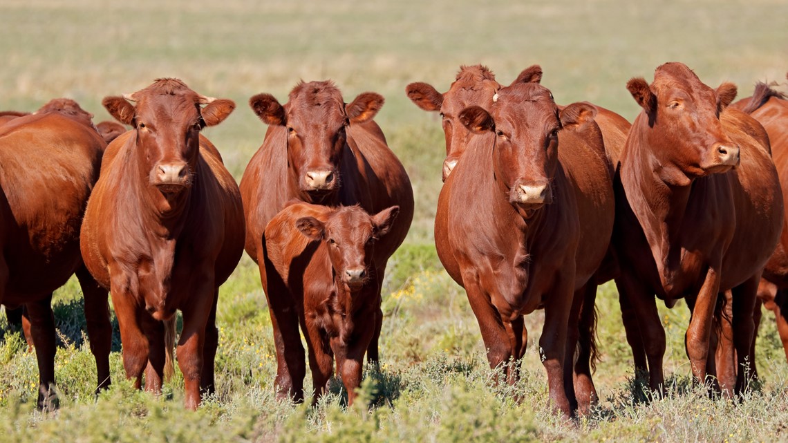 Tyson receives $63.4 million from ghost cattle cases | 5newsonline.com