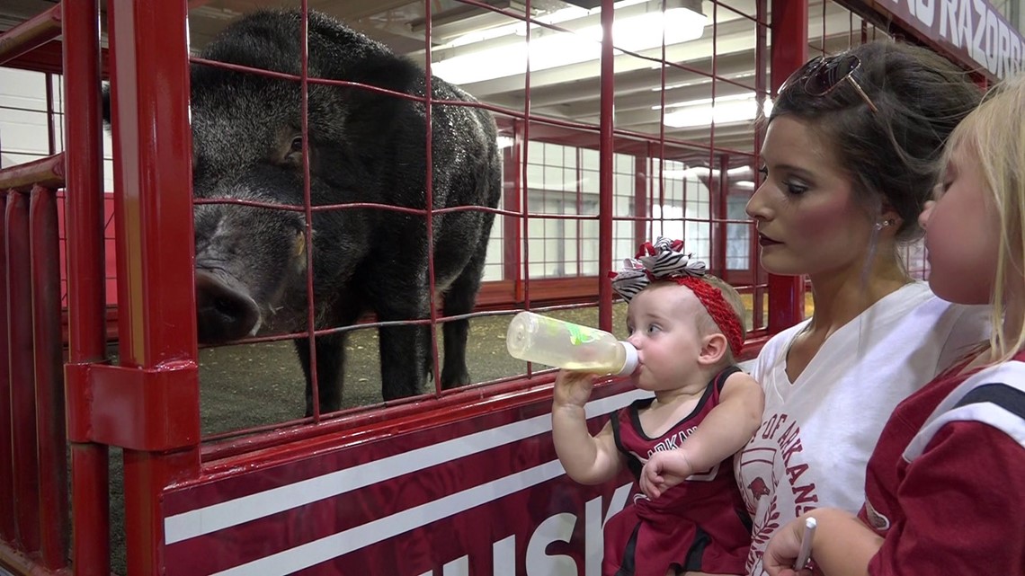 Razorback Fan Day Kicks Off At The University of Arkansas | 5newsonline.com