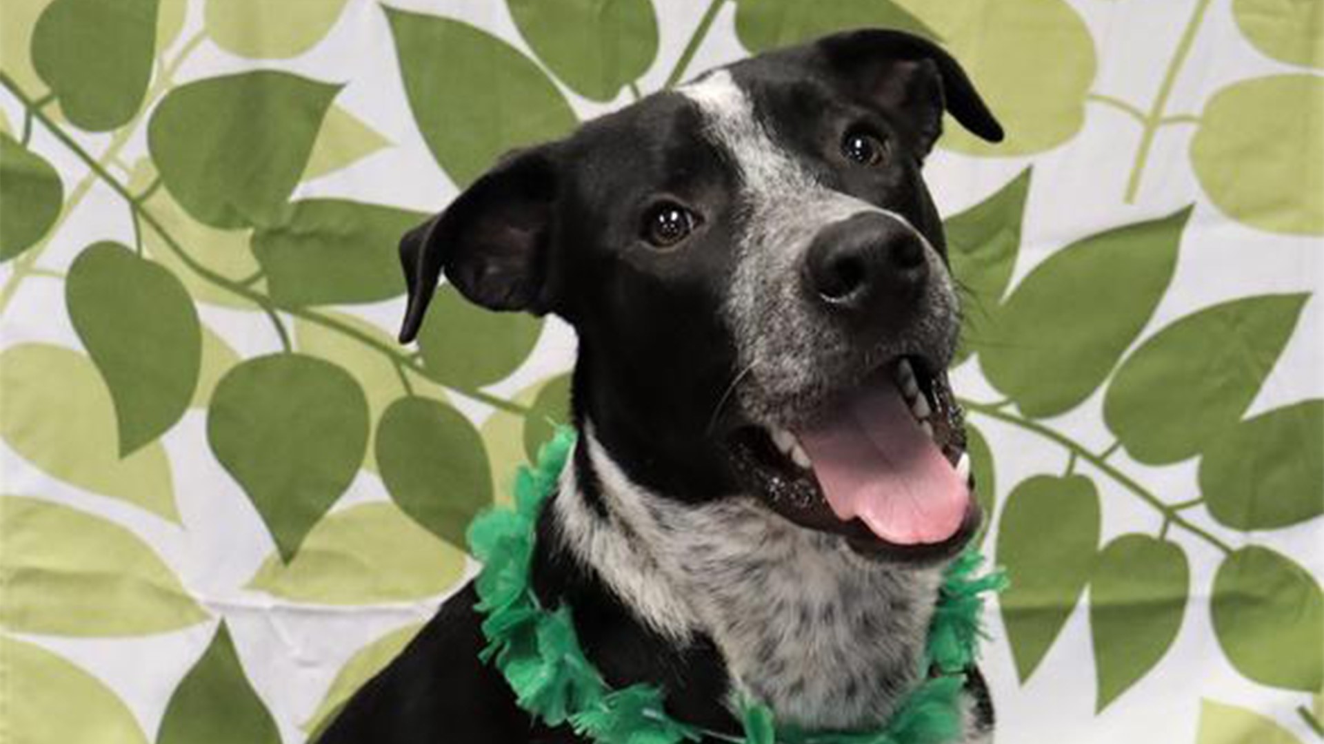 Fayetteville Animal Shelter overcrowded, some dogs wait months ...