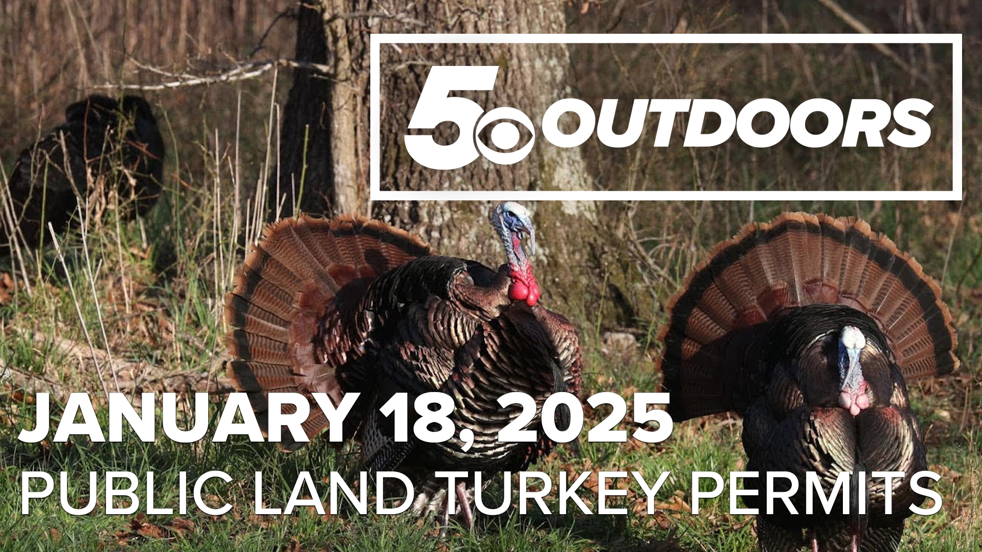 Arkansas Public Land Turkey Hunting permit applications now open ...