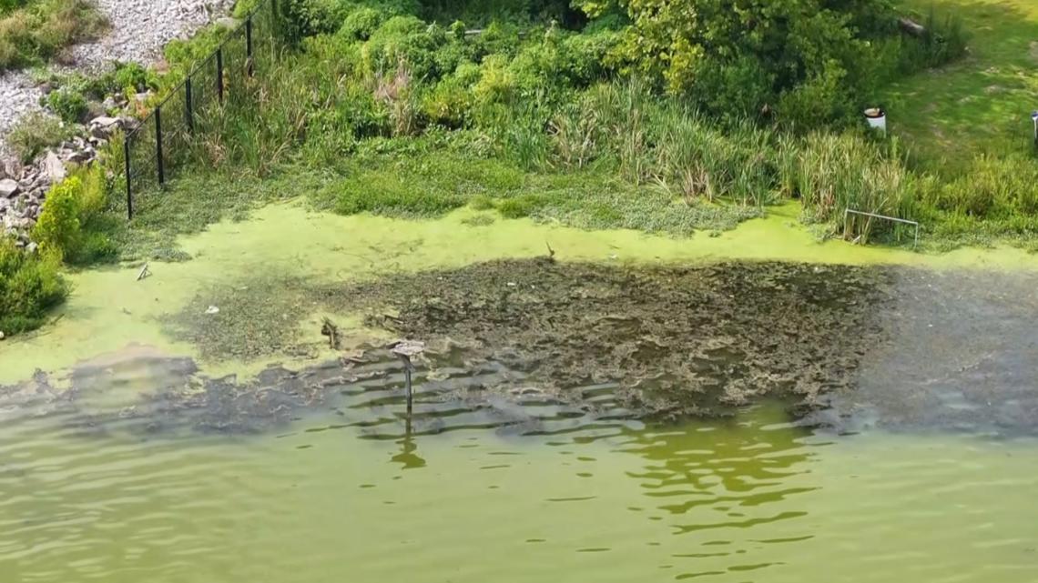 U of A researchers study patterns for harmful algal blooms ...