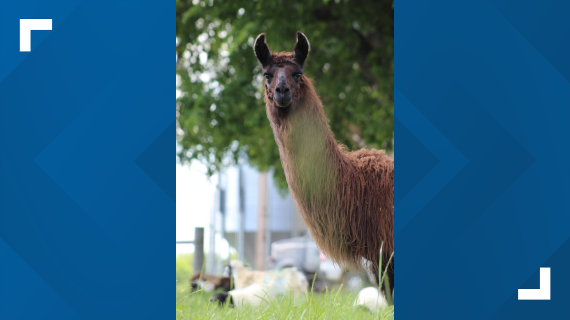 Guard llama protects flock at Arkansas Agricultural Research Station in ...