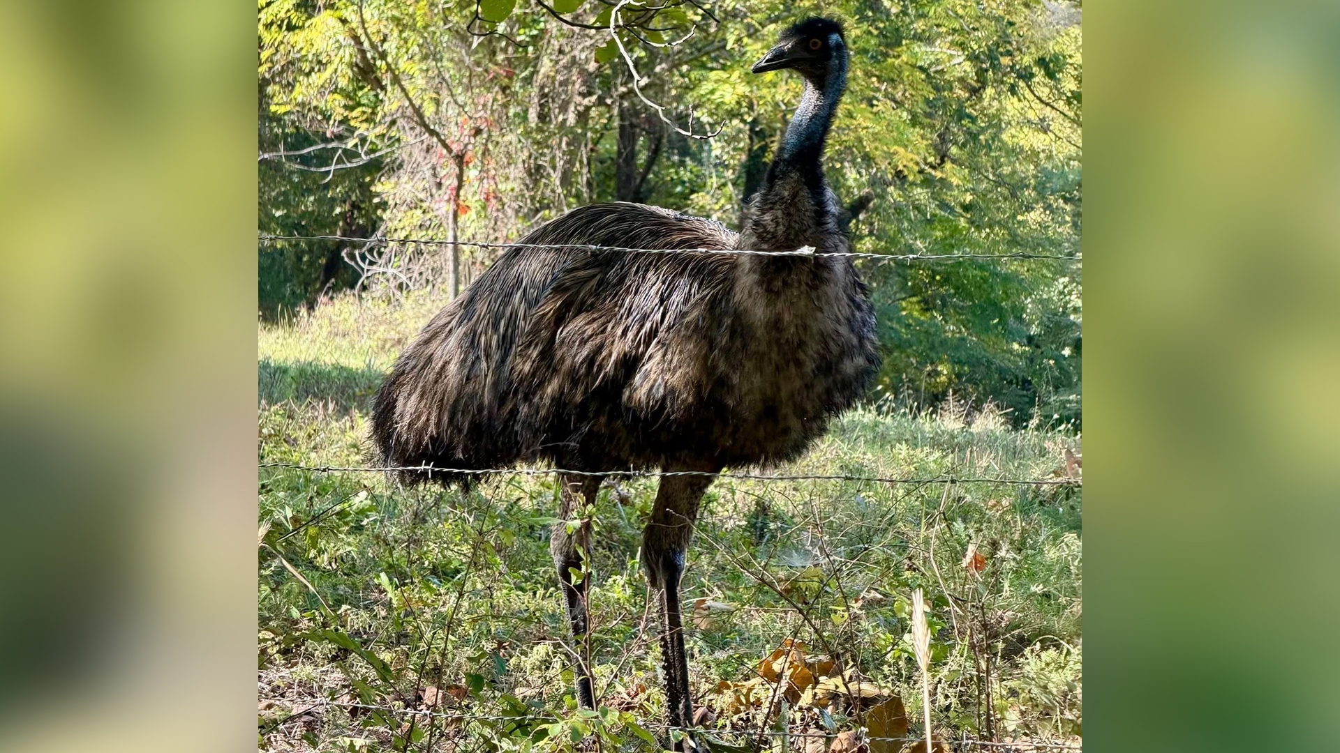 Washington County officials report stray emu | 5newsonline.com