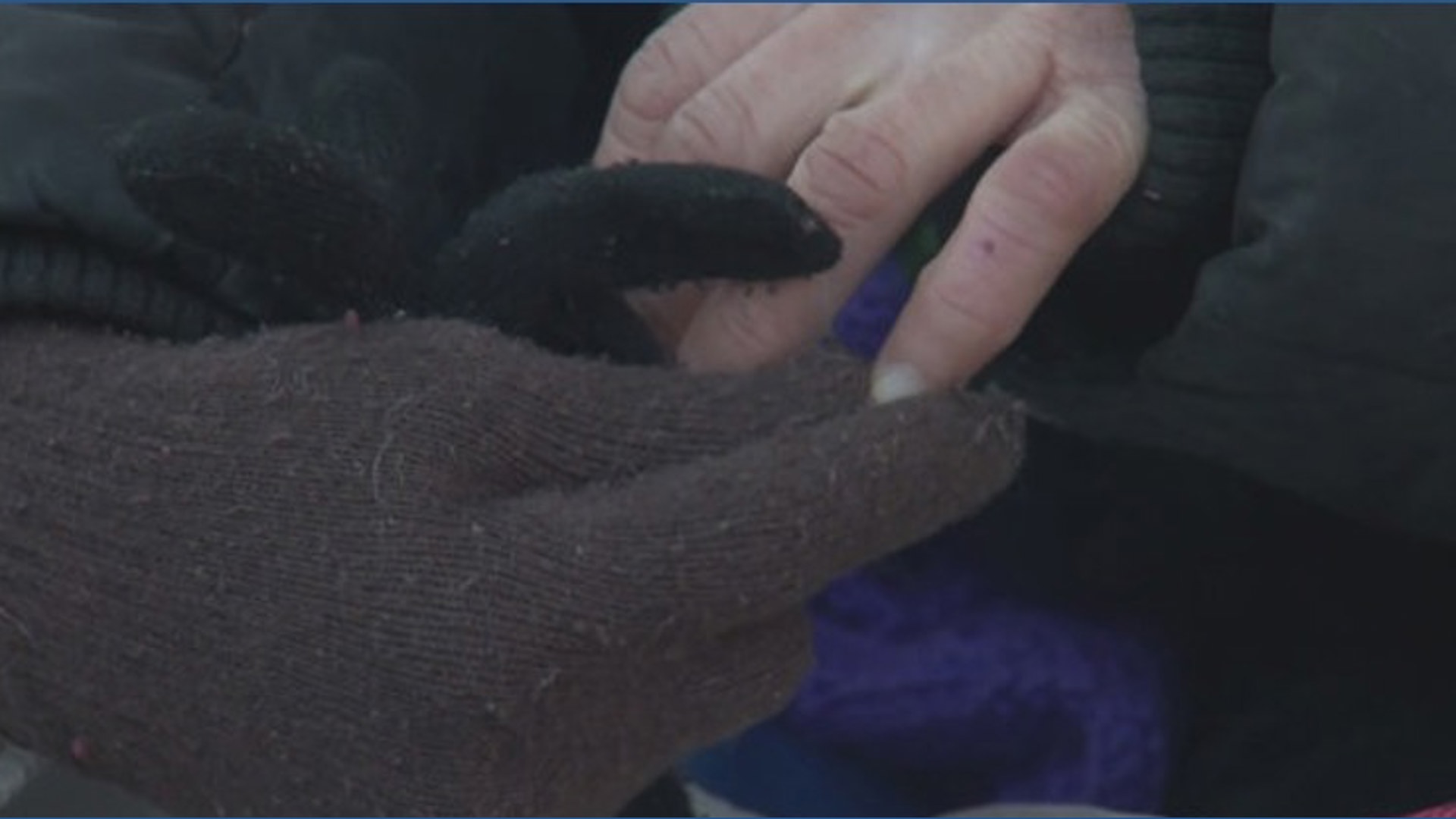 Frostbite and hypothermia: prevention, symptoms, and remedies ...