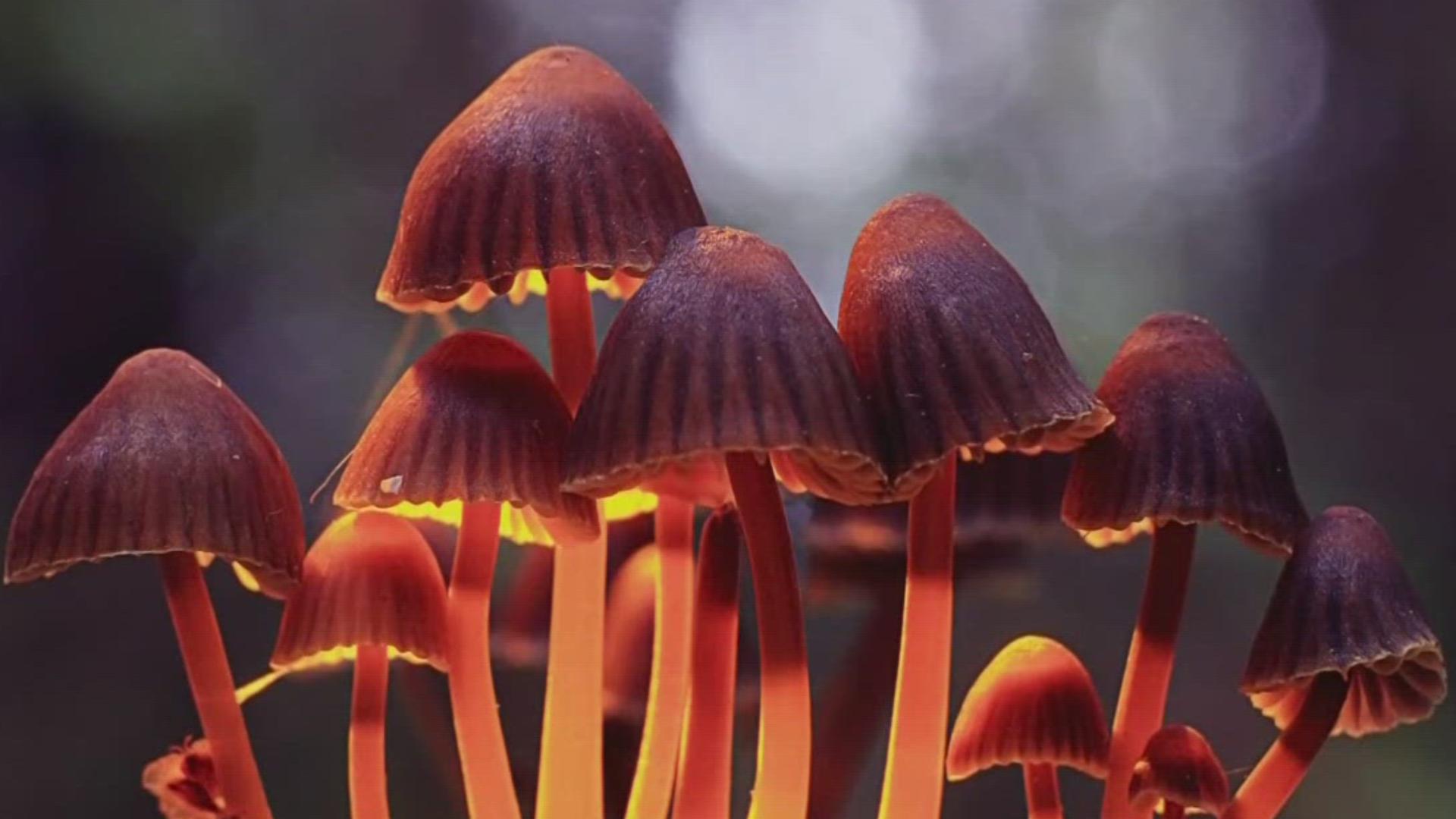 Promising study finds positive link between psilocybin and eating ...